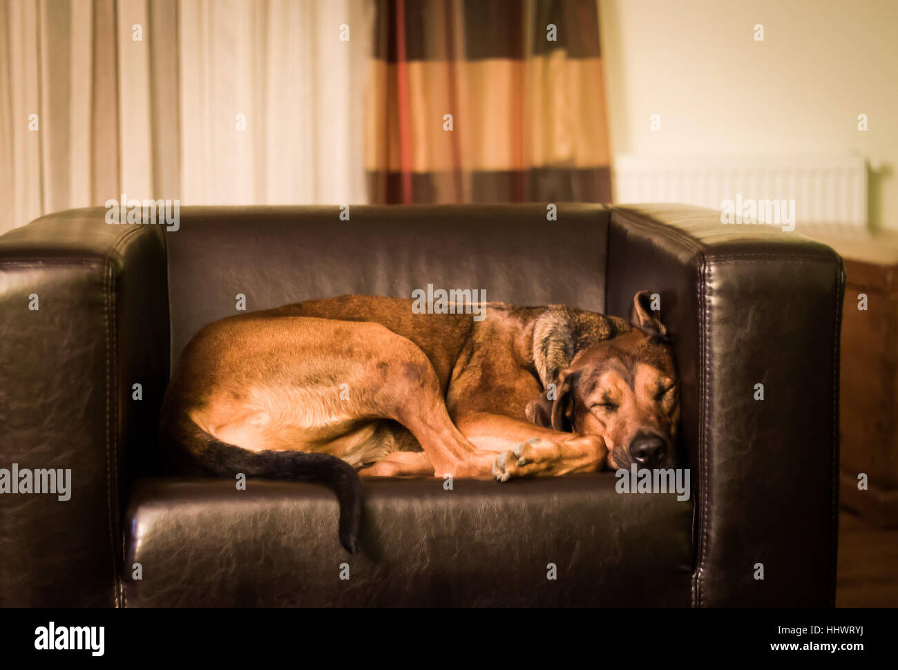 Tired dog sleeping on sofa, Rhodesian Ridgeback Stock Photo - Alamy