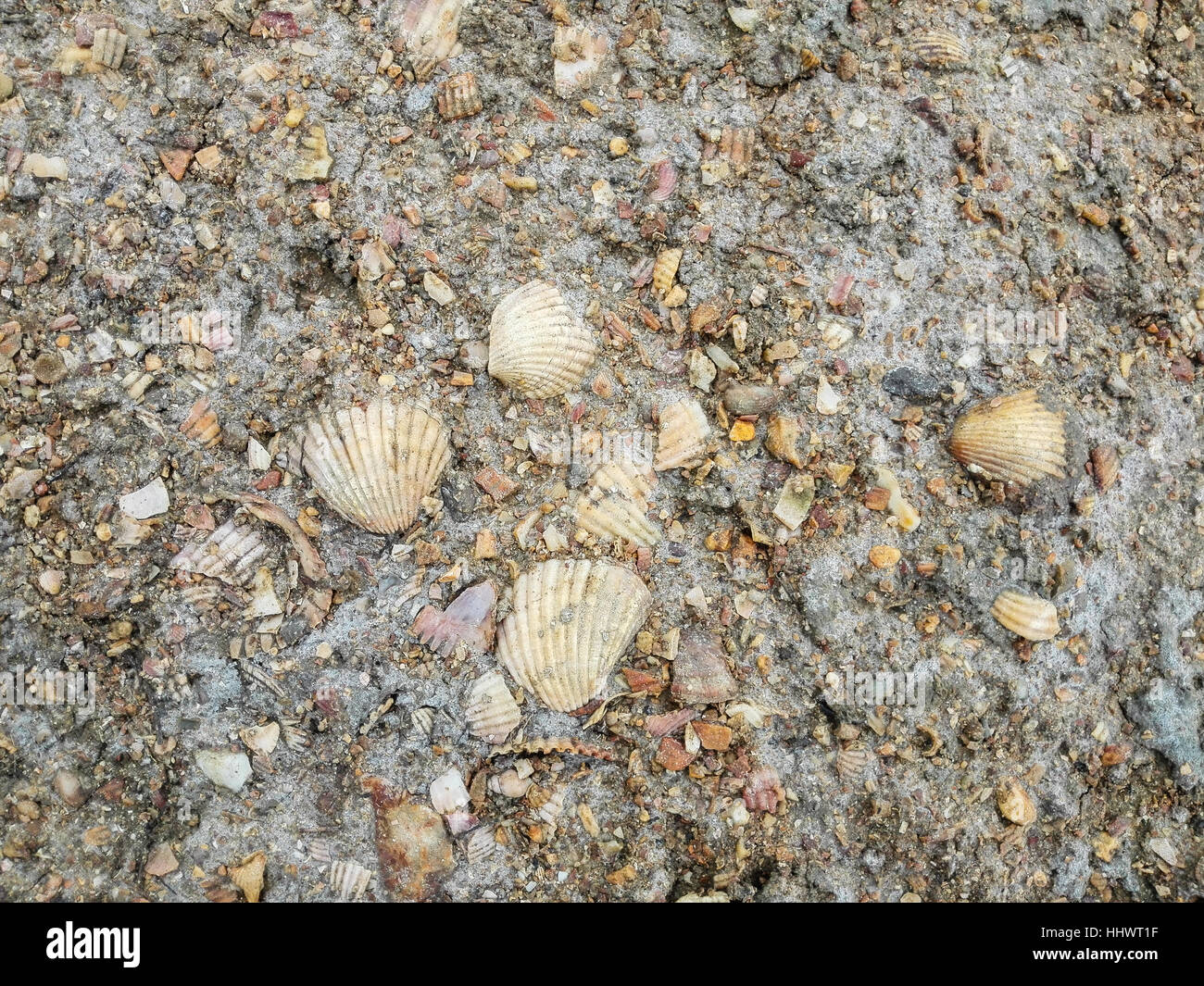 Lingula fossil hi-res stock photography and images - Alamy