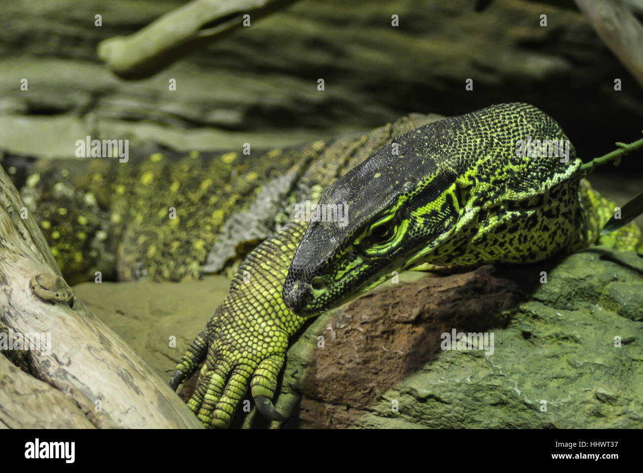 Dangerous poisonous big lizard Komodo in akvarium Stock Photo - Alamy