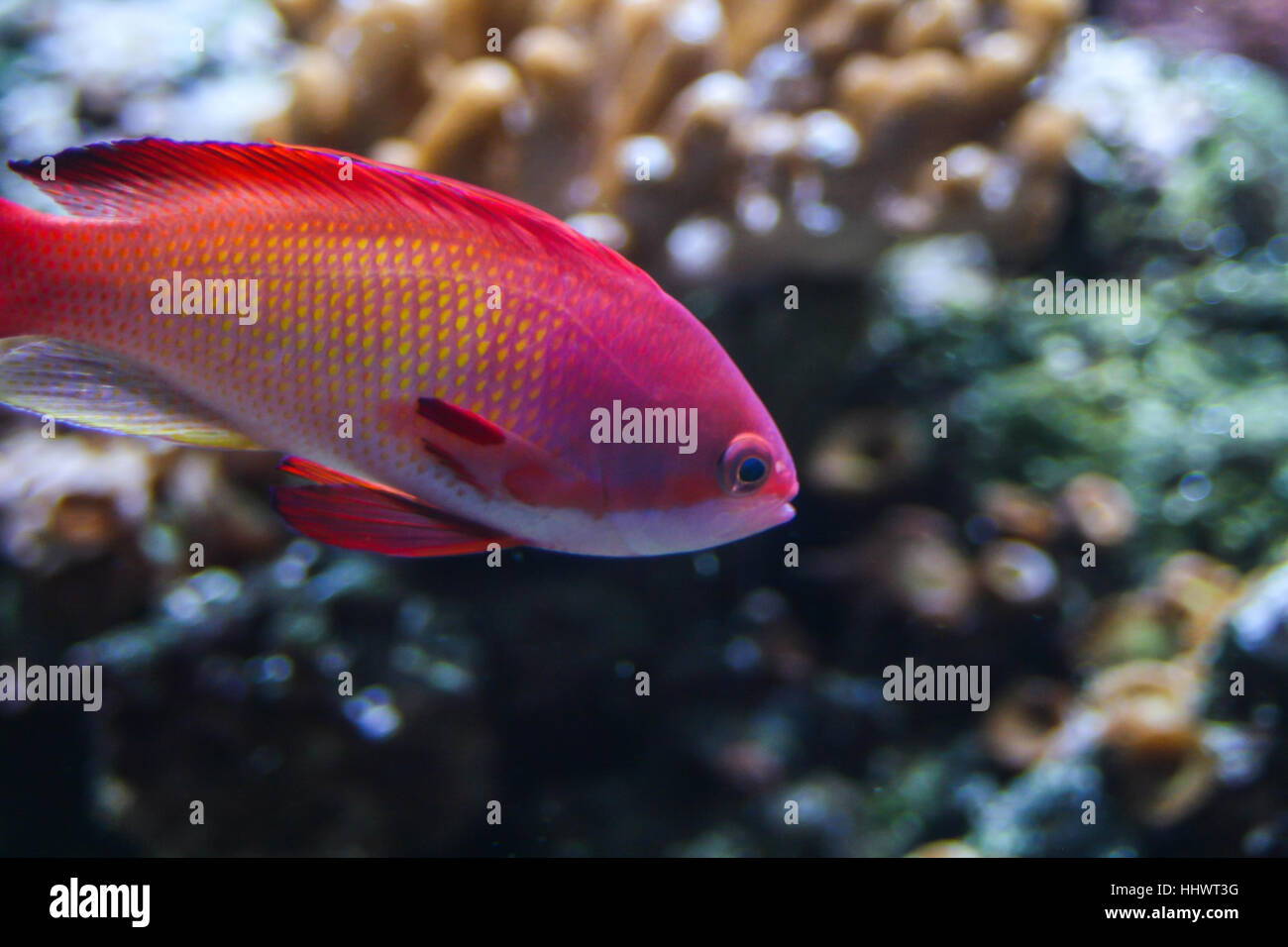 Small red fish in akvarium Stock Photo - Alamy