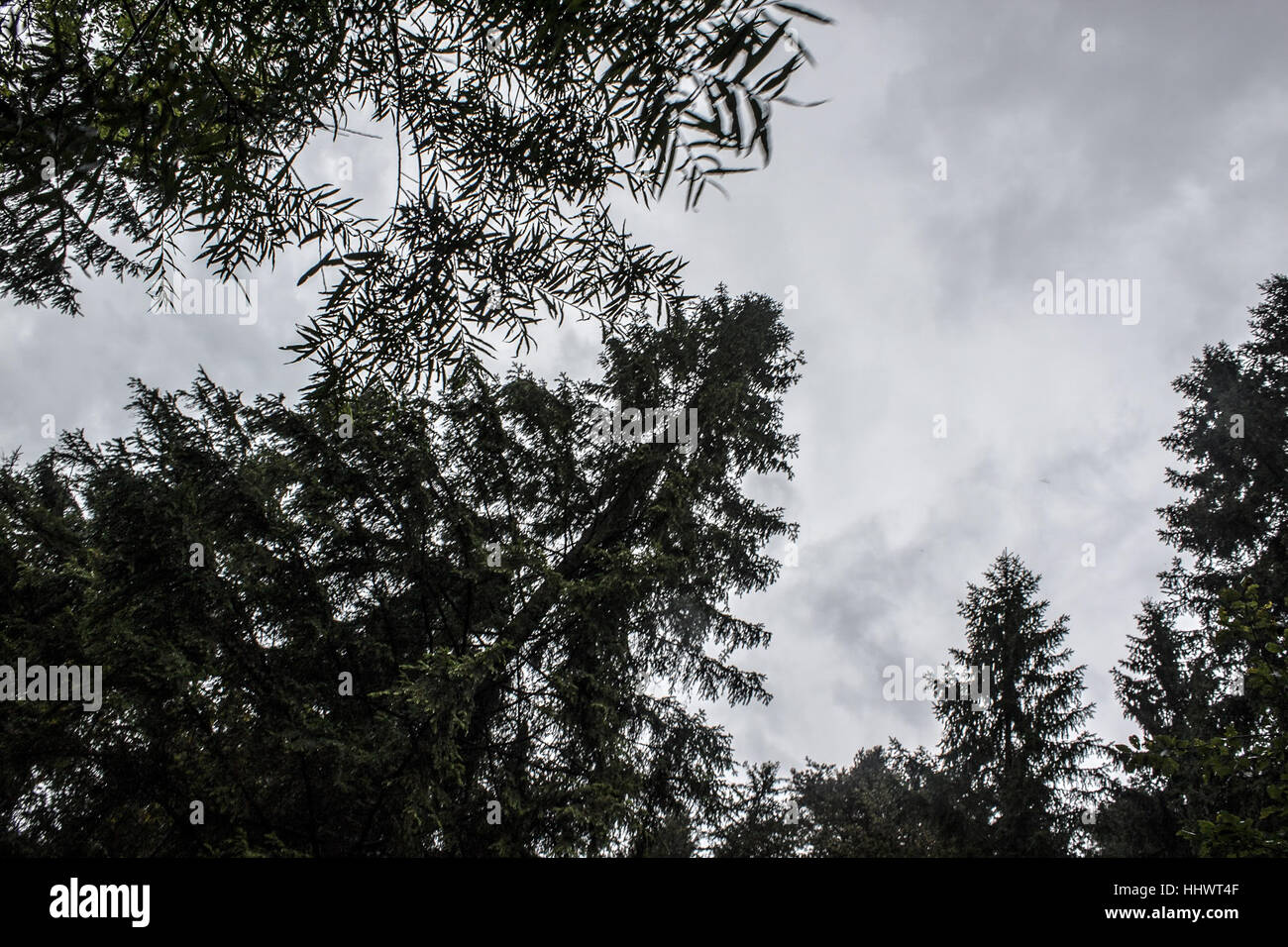 Dramatic sky with tree tops Stock Photo - Alamy