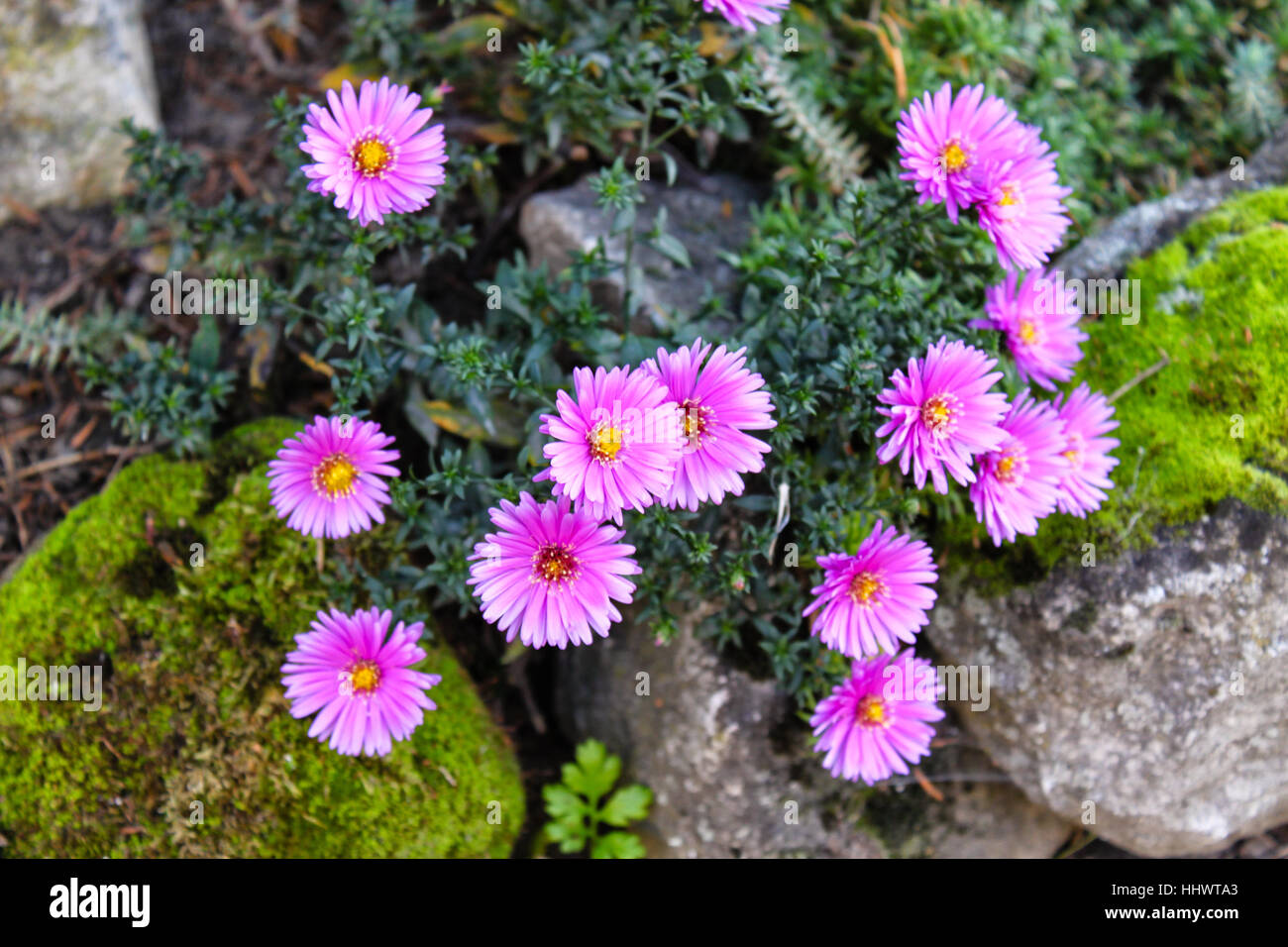Pink meadow flower in Spring Stock Photo - Alamy