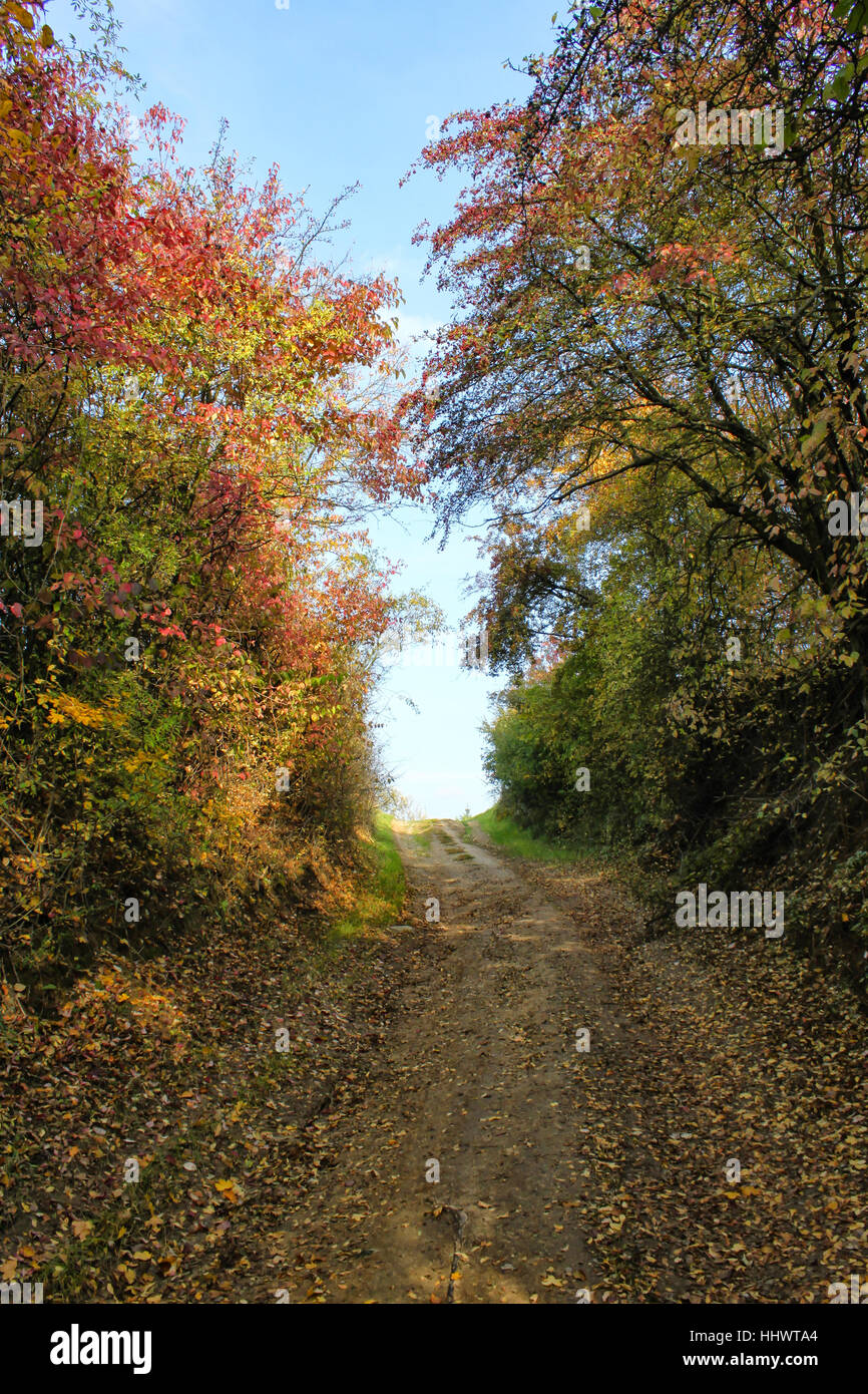 Autumn valley full of leaves Stock Photo - Alamy