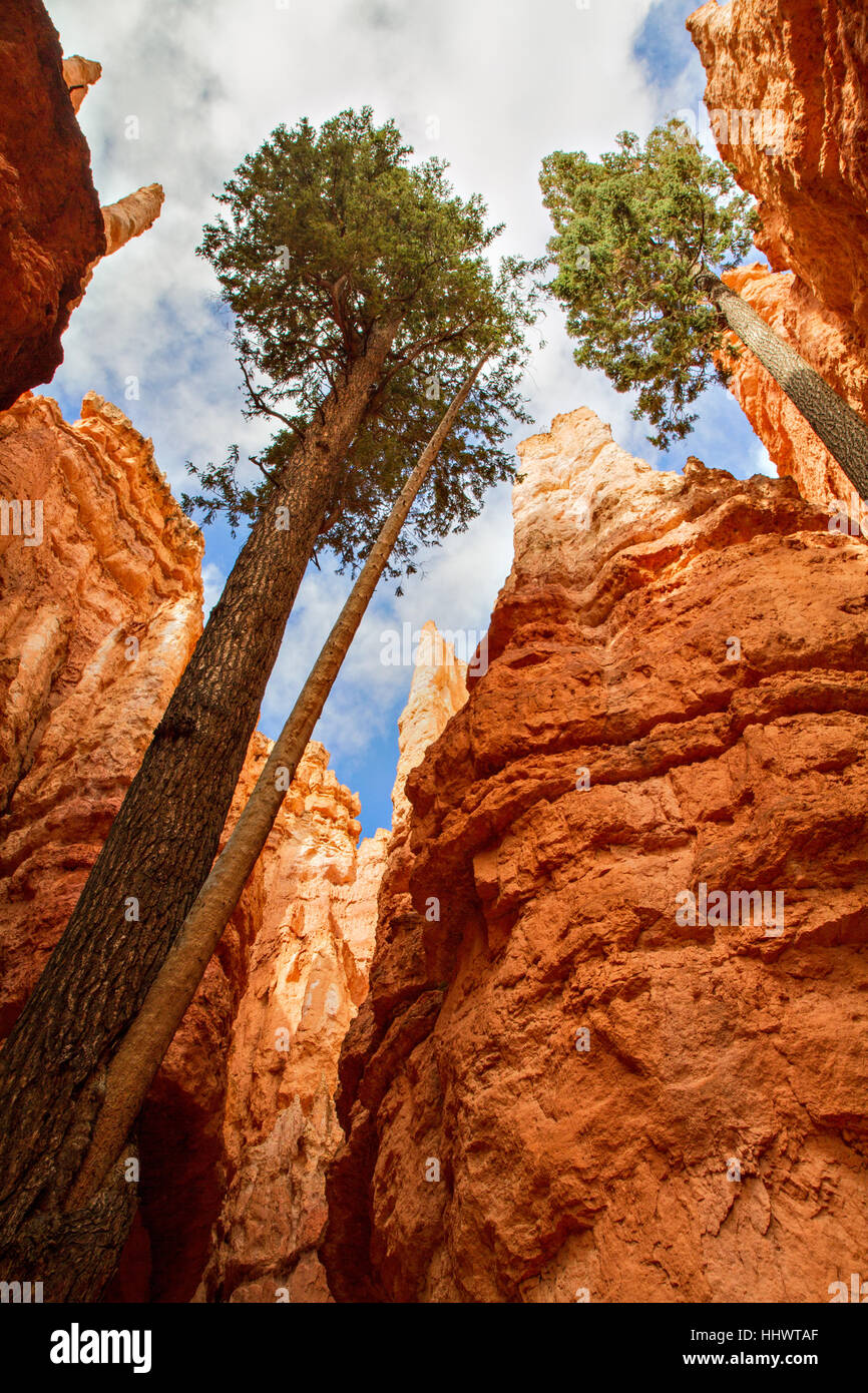 tree, national park, usa, Canyon, geology, tree, national park, pine ...