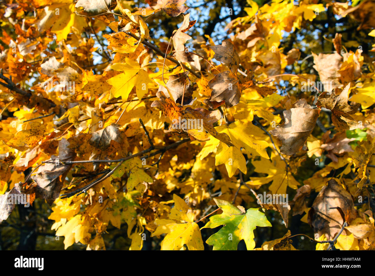 Autumn leaves hanging on tree Stock Photo - Alamy