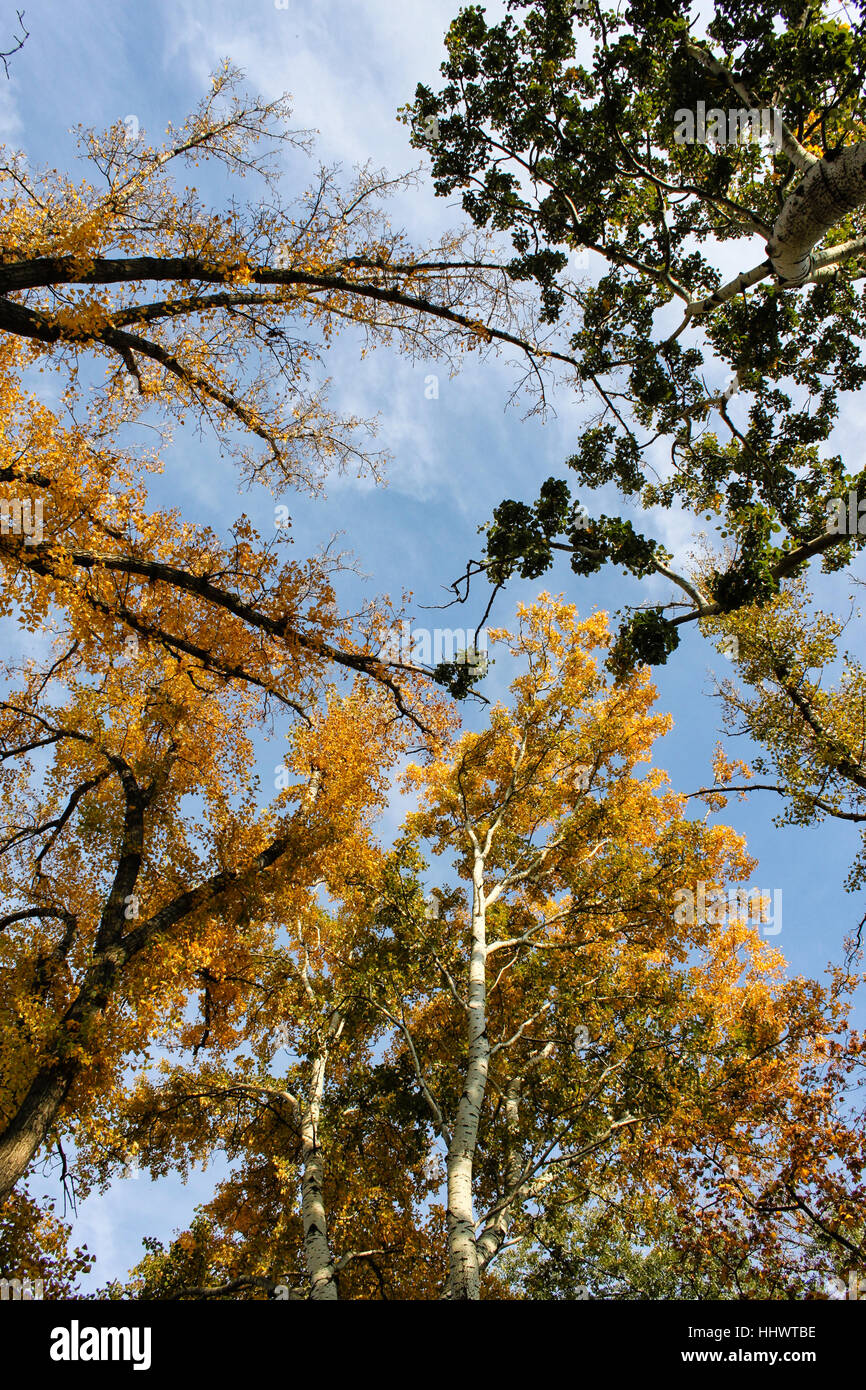 Autumn tree tops and sky Stock Photo - Alamy