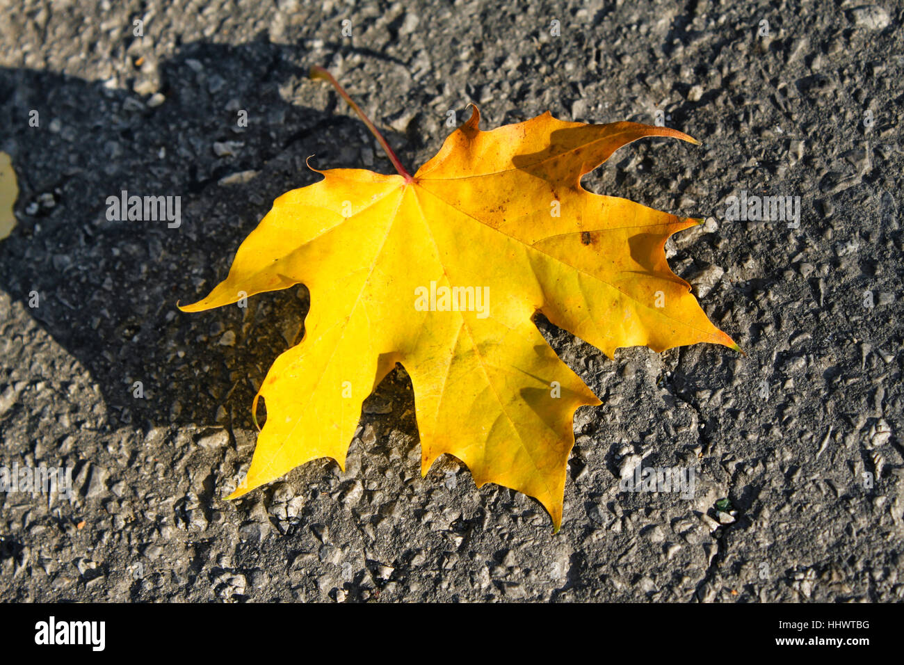 Autumn leave on rugged asphalt Stock Photo - Alamy