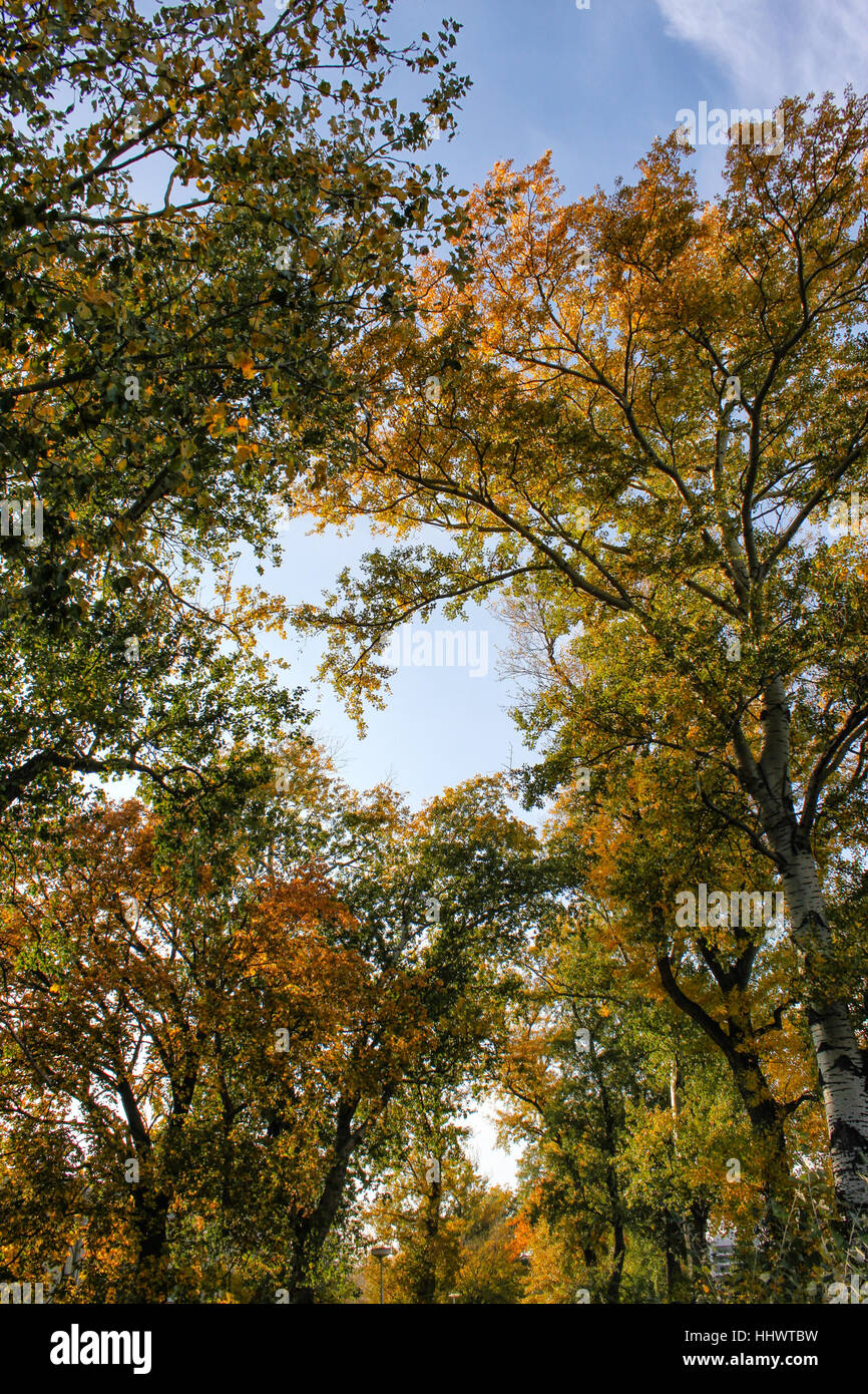 Autumn tree tops and sky Stock Photo - Alamy