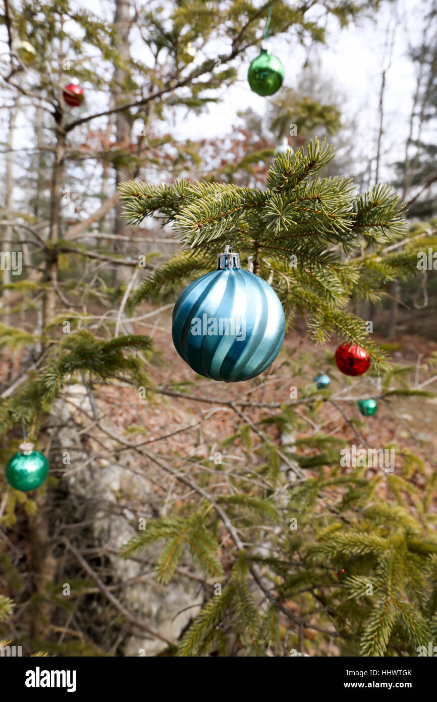 Christmas ornaments hanging from pine tree on trail through forest ...