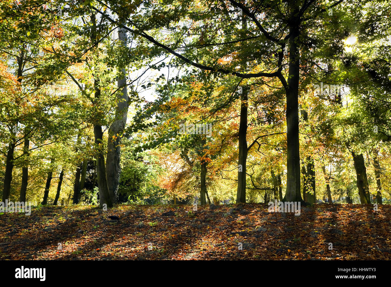 tree, trees, park, landscape, scenery, countryside, nature, seasonal ...