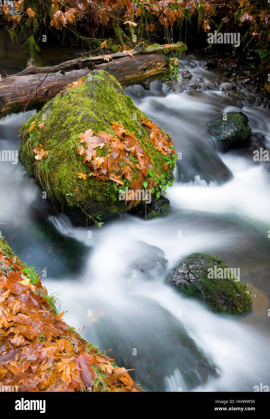 flow, wood, moss, creek, river, water, trunk, tree, trees, flow, wood ...
