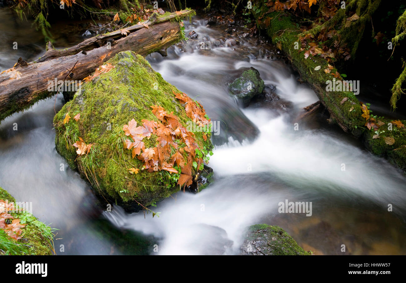 flow, wood, moss, creek, river, water, trunk, tree, trees, flow, wood ...
