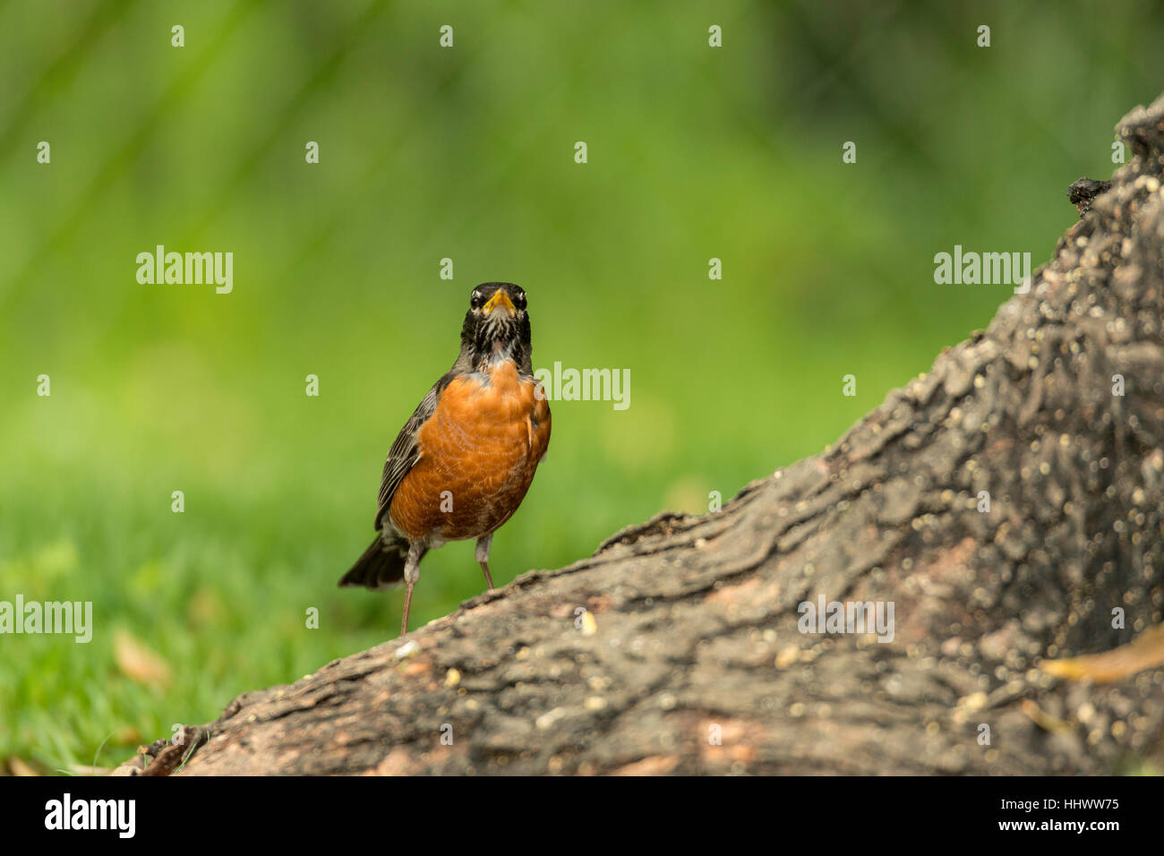 American Robin in green grass Stock Photo - Alamy