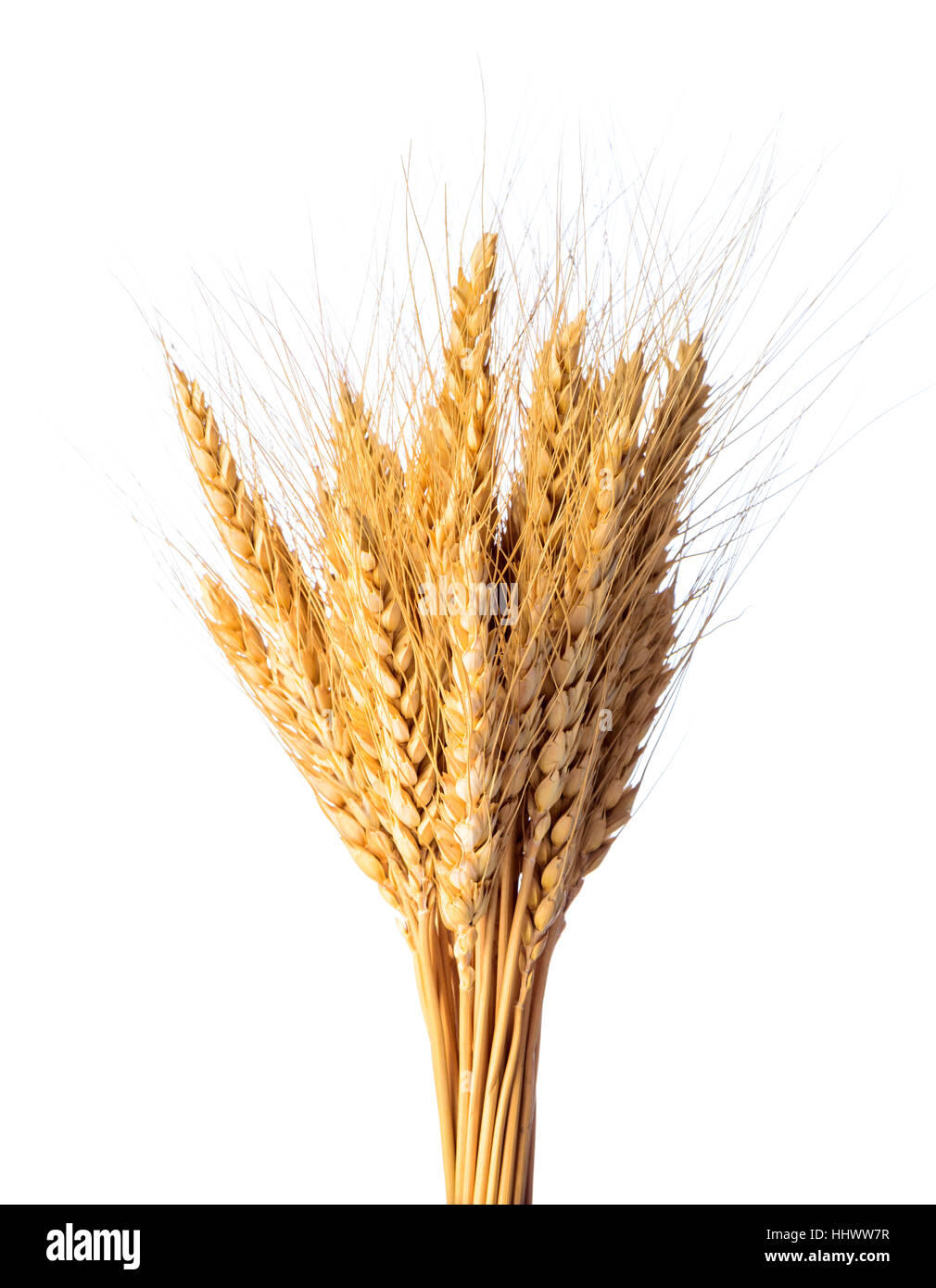 Wheat crop isolated on white background Stock Photo - Alamy