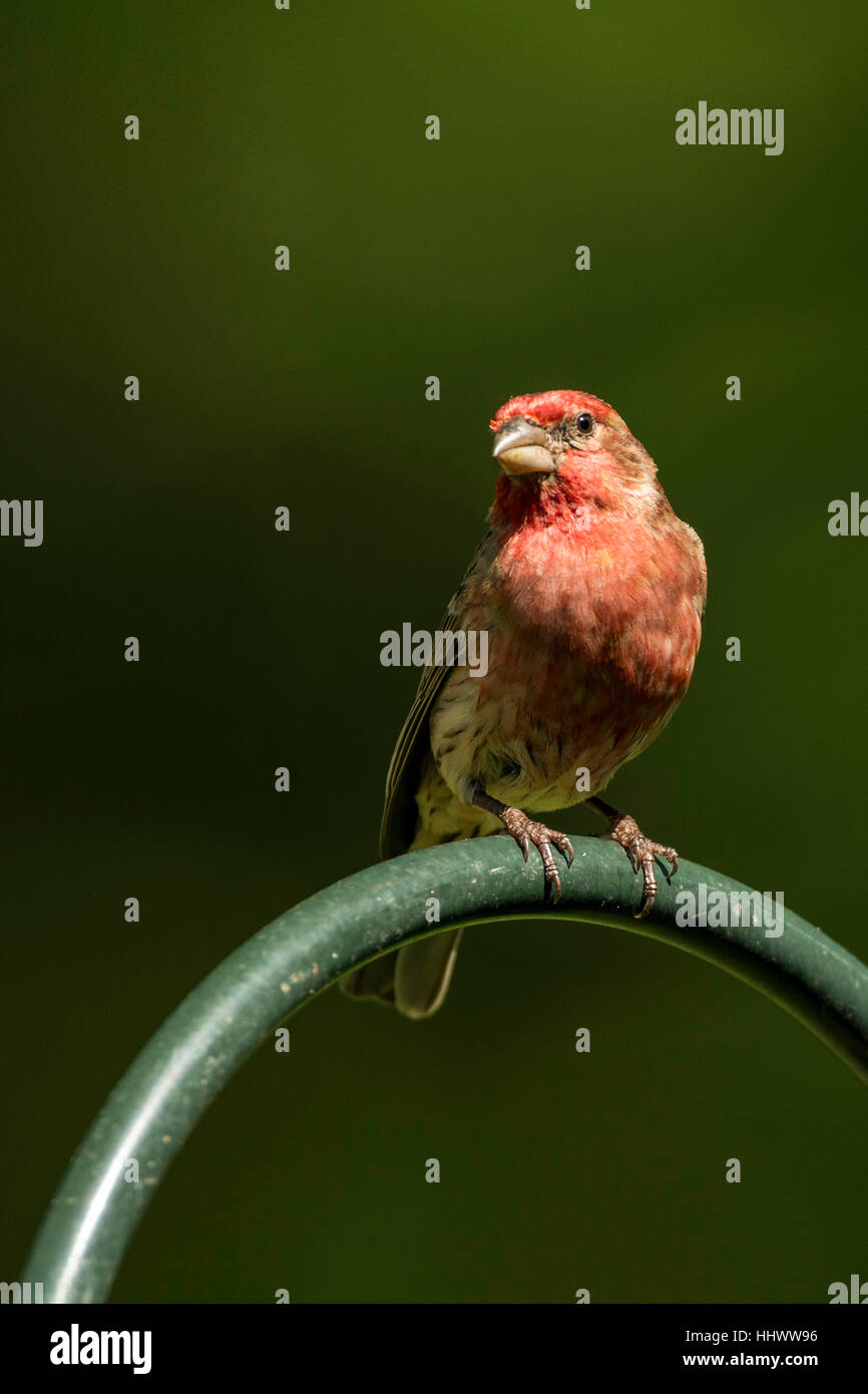 House finch hi-res stock photography and images - Alamy