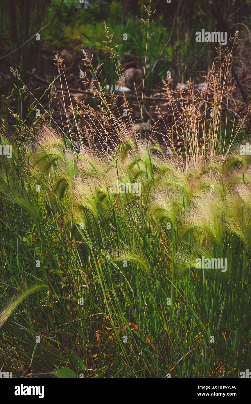 Fairytale grasses hi-res stock photography and images - Alamy