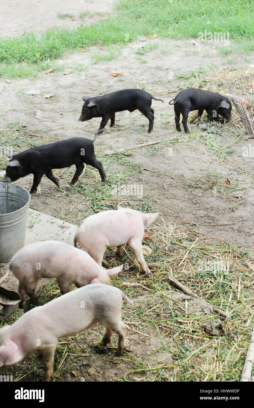 multicolored piglets fun run in the barnyard Stock Photo - Alamy