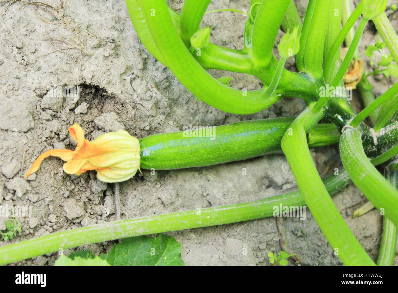 unripe zucchini with flowers in the garden Stock Photo - Alamy