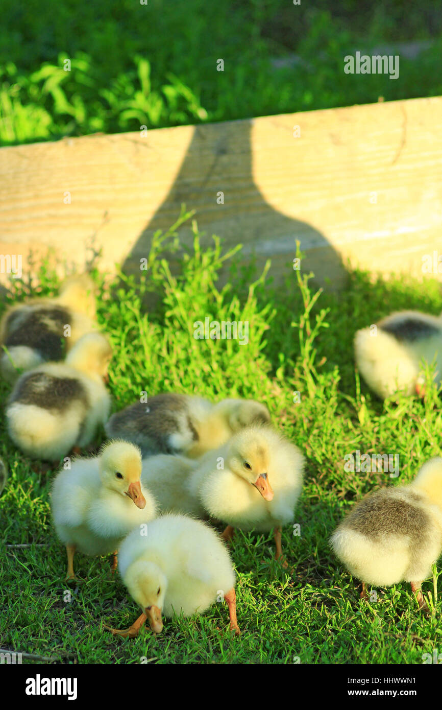 shadow of goose that guards its gosling on the grass Stock Photo - Alamy