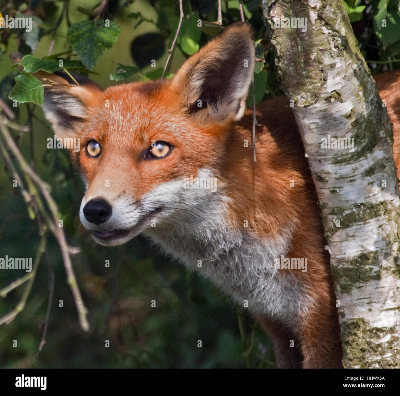 European Red Fox (vulpes vulpes Stock Photo - Alamy