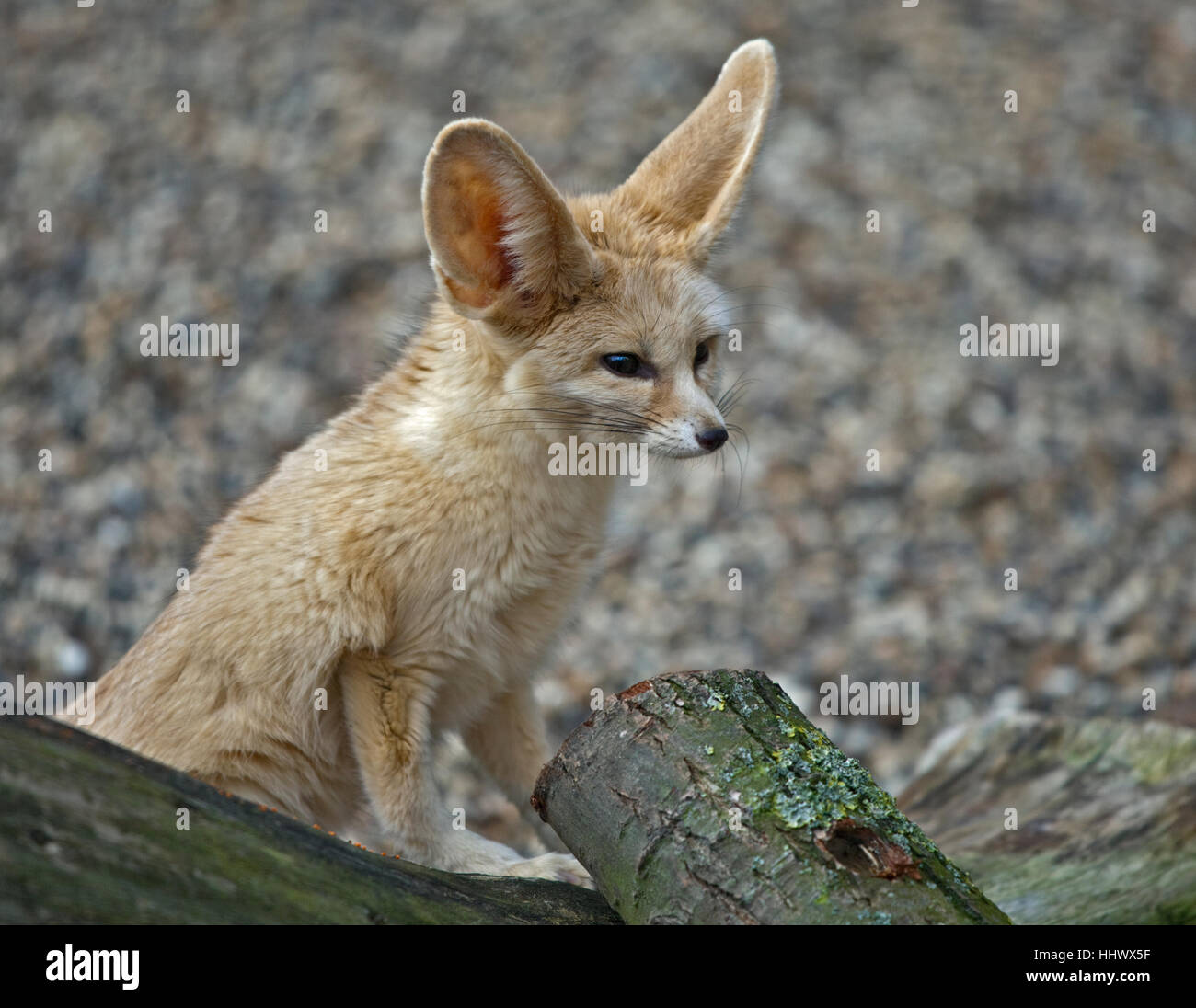 Fennec fox desert hi-res stock photography and images - Alamy