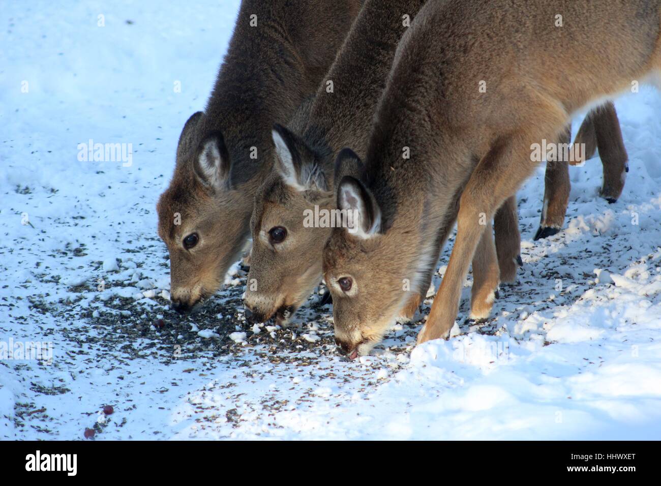 Seed eating animals hi-res stock photography and images - Alamy