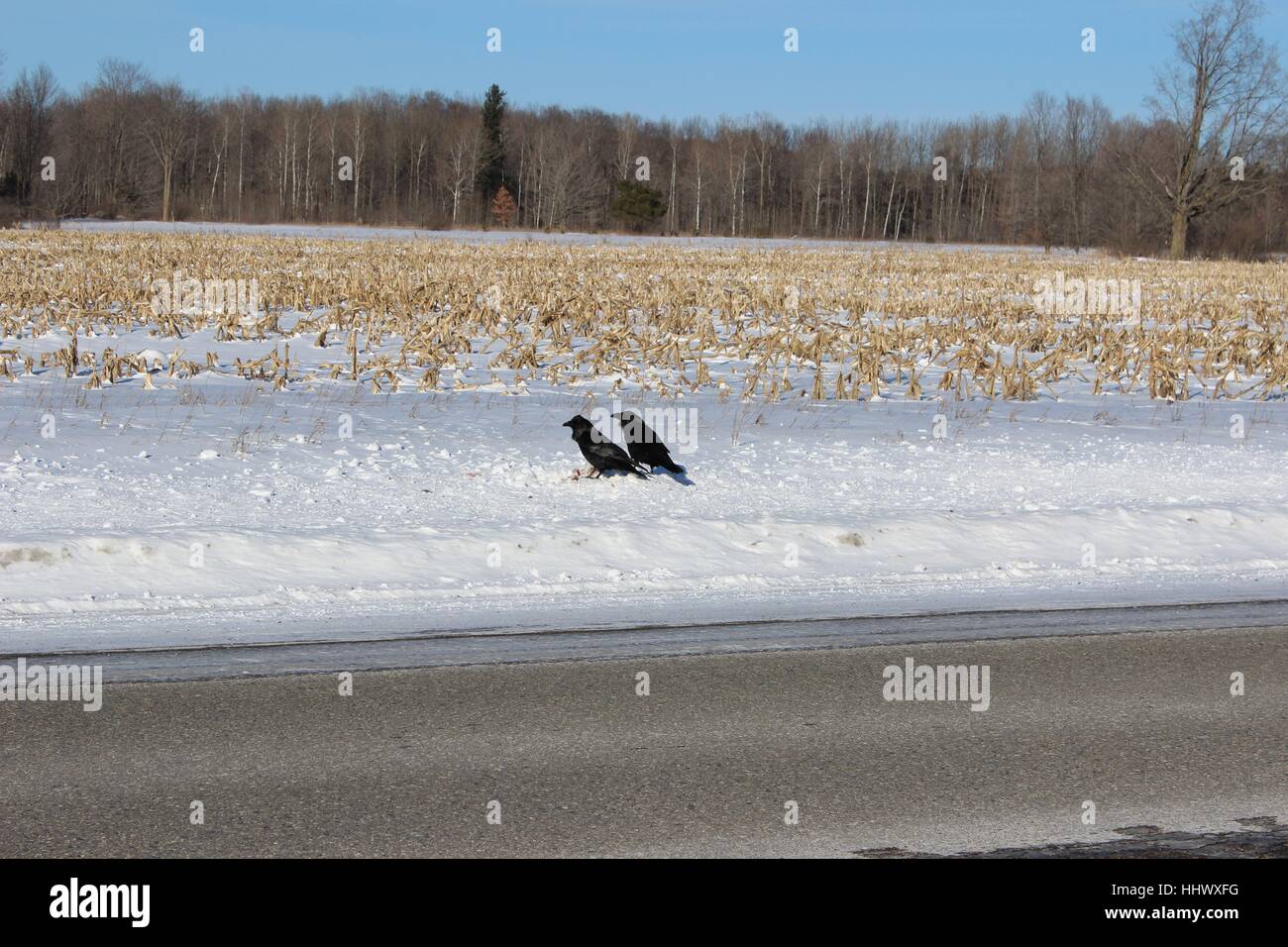 Two Crows Seemingly Reminiscing As They Look Across An Old Snowy Corn ...