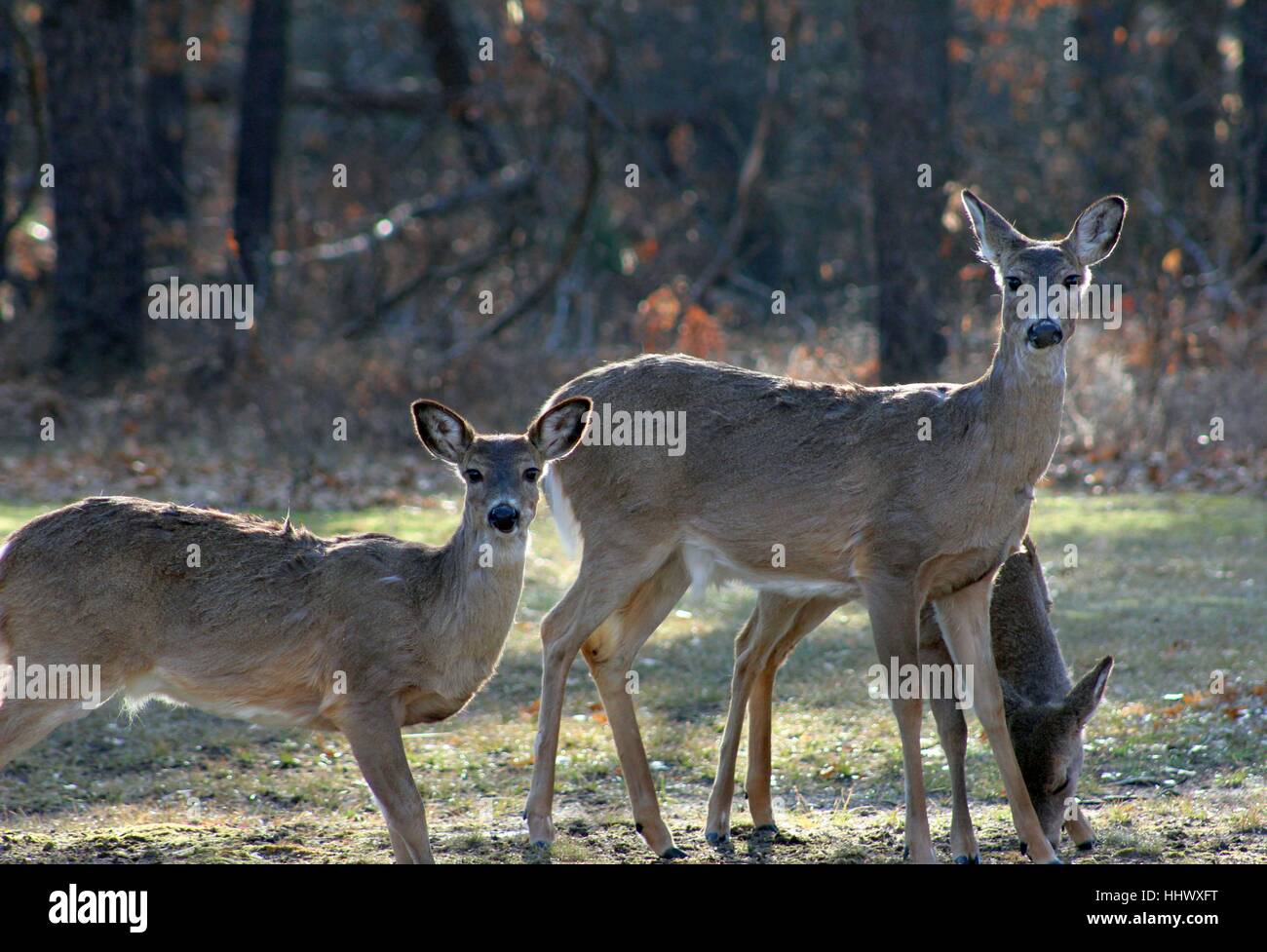 Momma Deer And Her Twins Having A Nibble In The Yard Stock Photo - Alamy