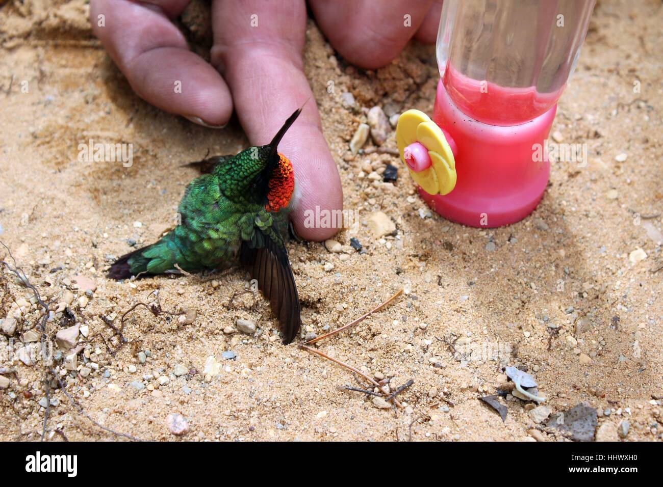Close up of a hummingbird tongue hi-res stock photography and images ...