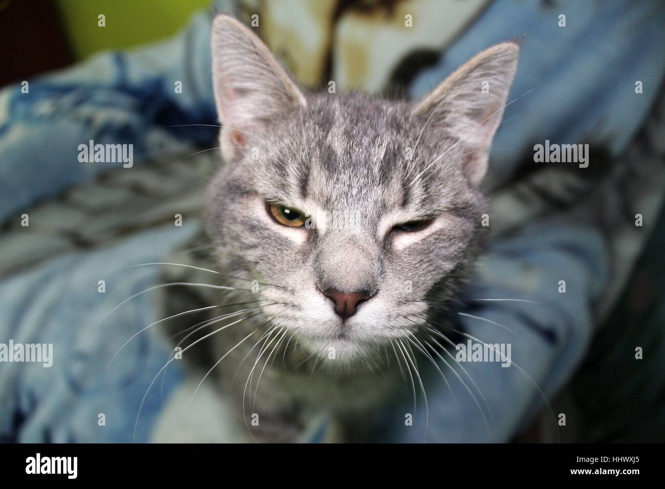 Sleepy Stray Tom Cat Stock Photo - Alamy