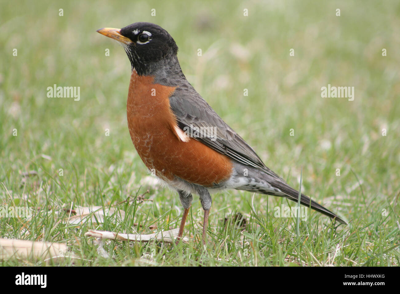 bird, field, spring, bouncing, bounces, hop, skipping, frisks, jumping ...