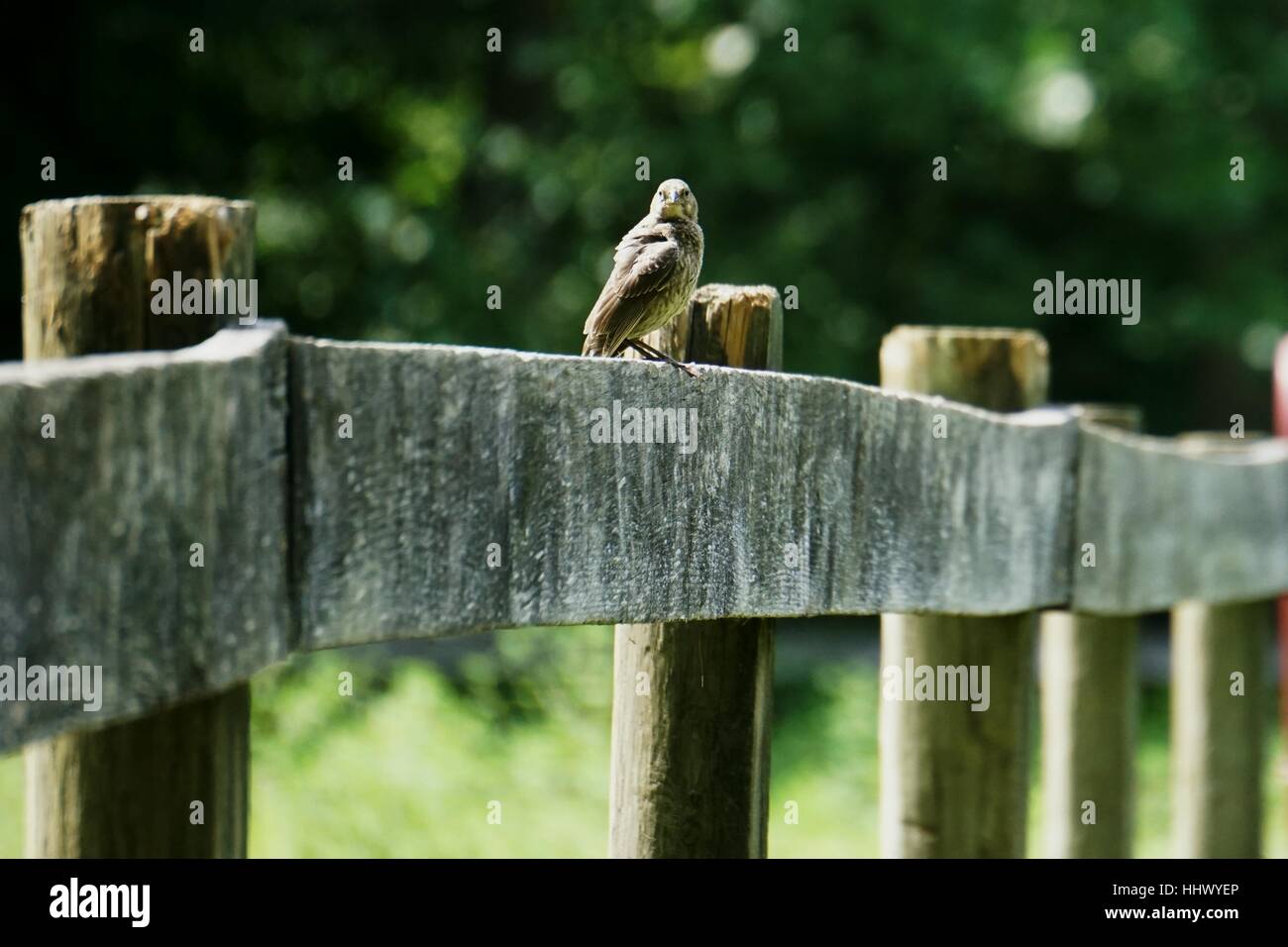 Bird sitting on fence Stock Photo - Alamy