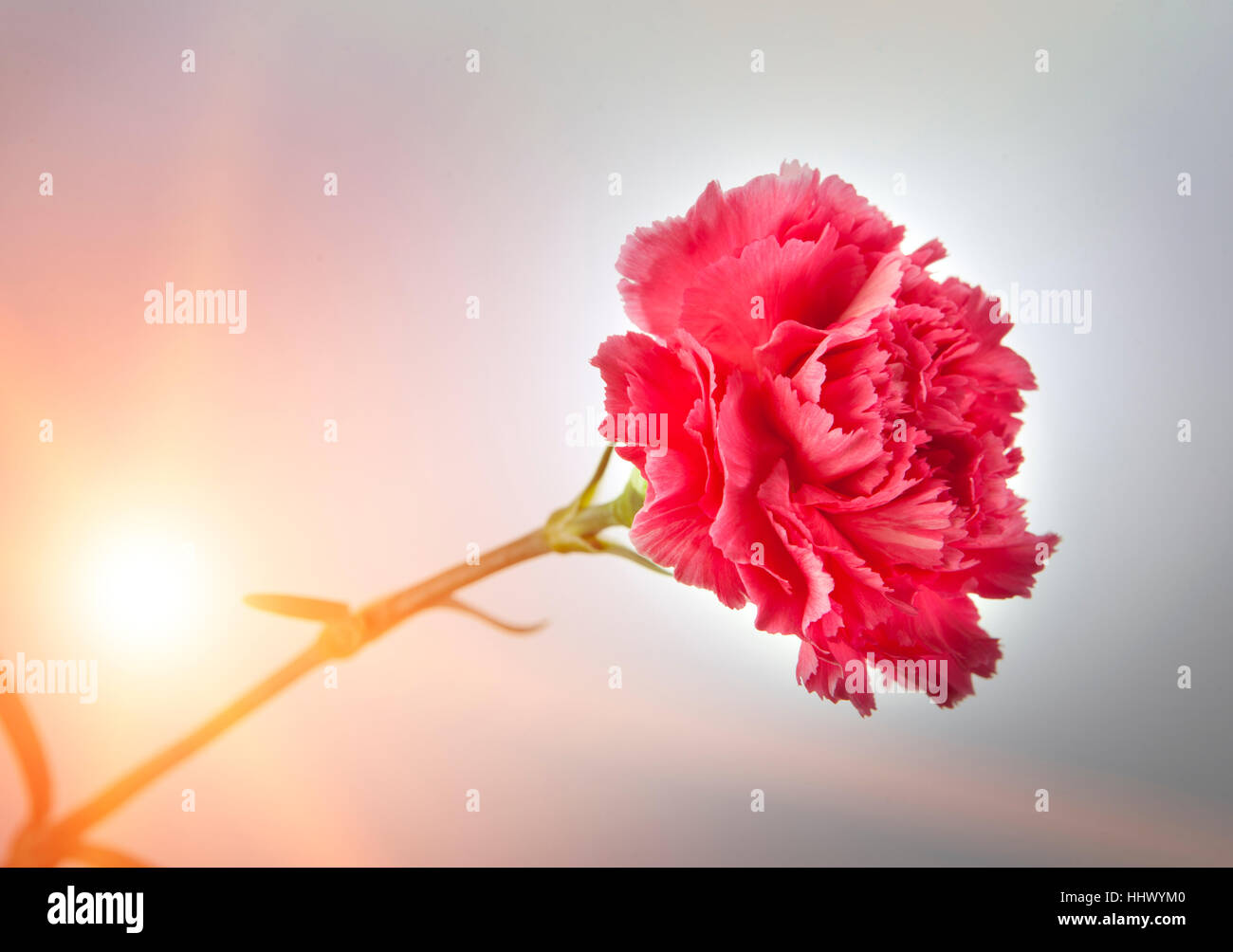 Single red carnation flower isolated hi-res stock photography and ...