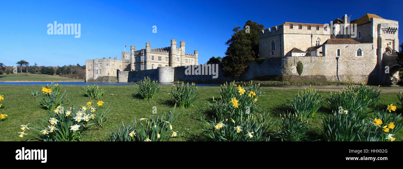 Spring Daffodil flowers at Leeds Castle, Kent, England, UK Stock Photo ...