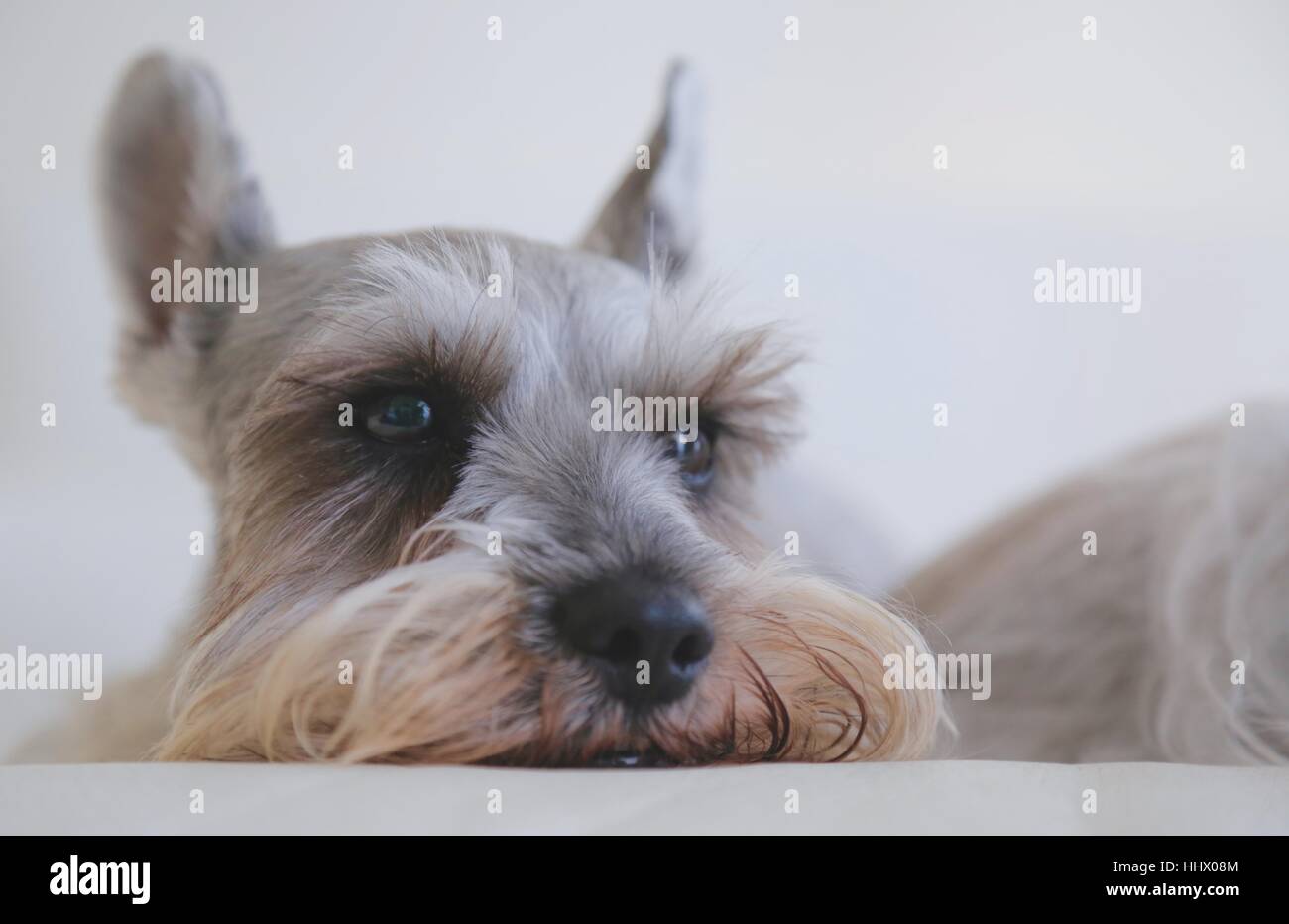 Chilling animals hi-res stock photography and images - Alamy