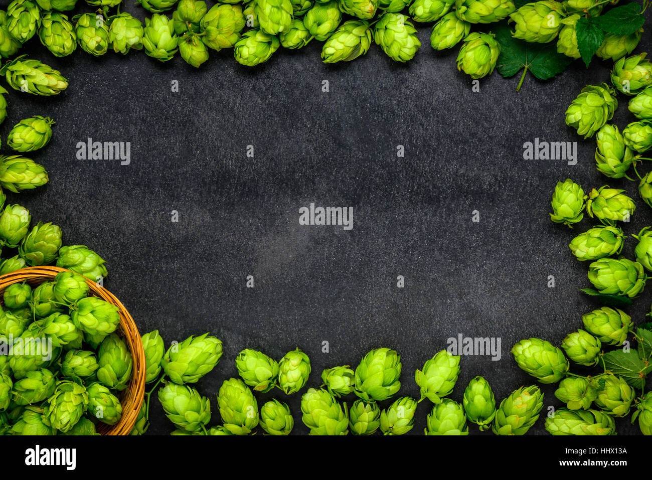 Copy space text area made of green fresh Hops Hop Flowers on dark ...
