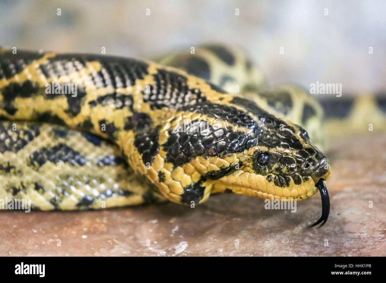 danger, reptile, wildlife, snake, deadly, venom, toxic, poisonous ...