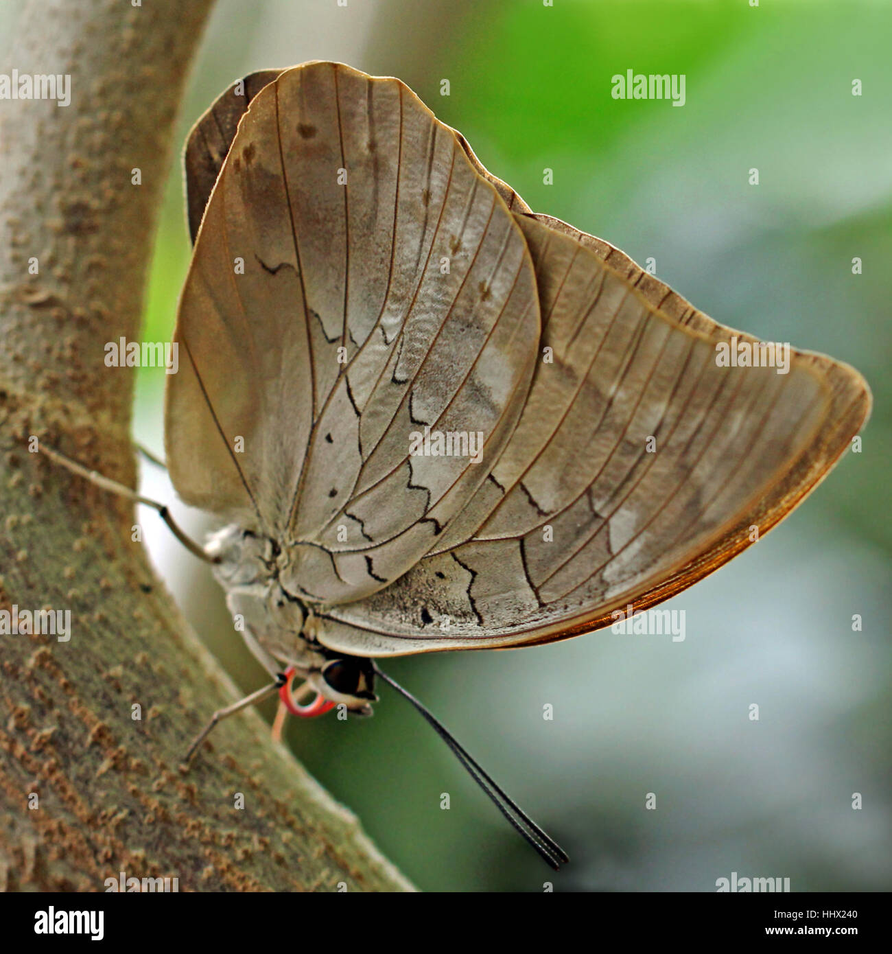 Prepona demophon hi-res stock photography and images - Alamy