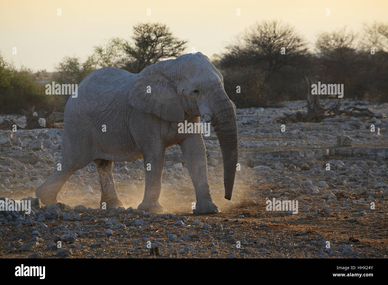 White elephant hi-res stock photography and images - Alamy