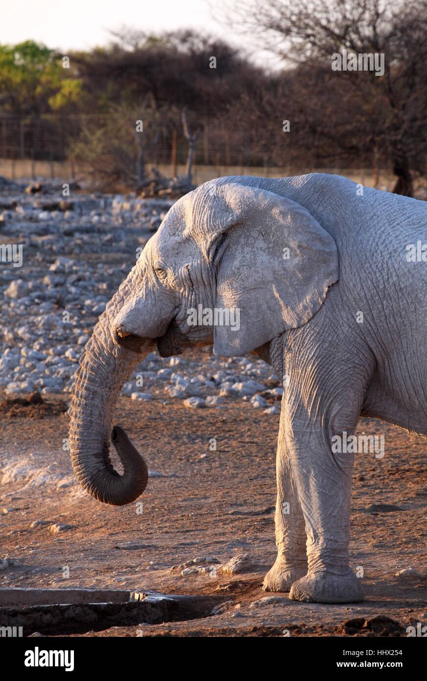 White elephant hi-res stock photography and images - Alamy