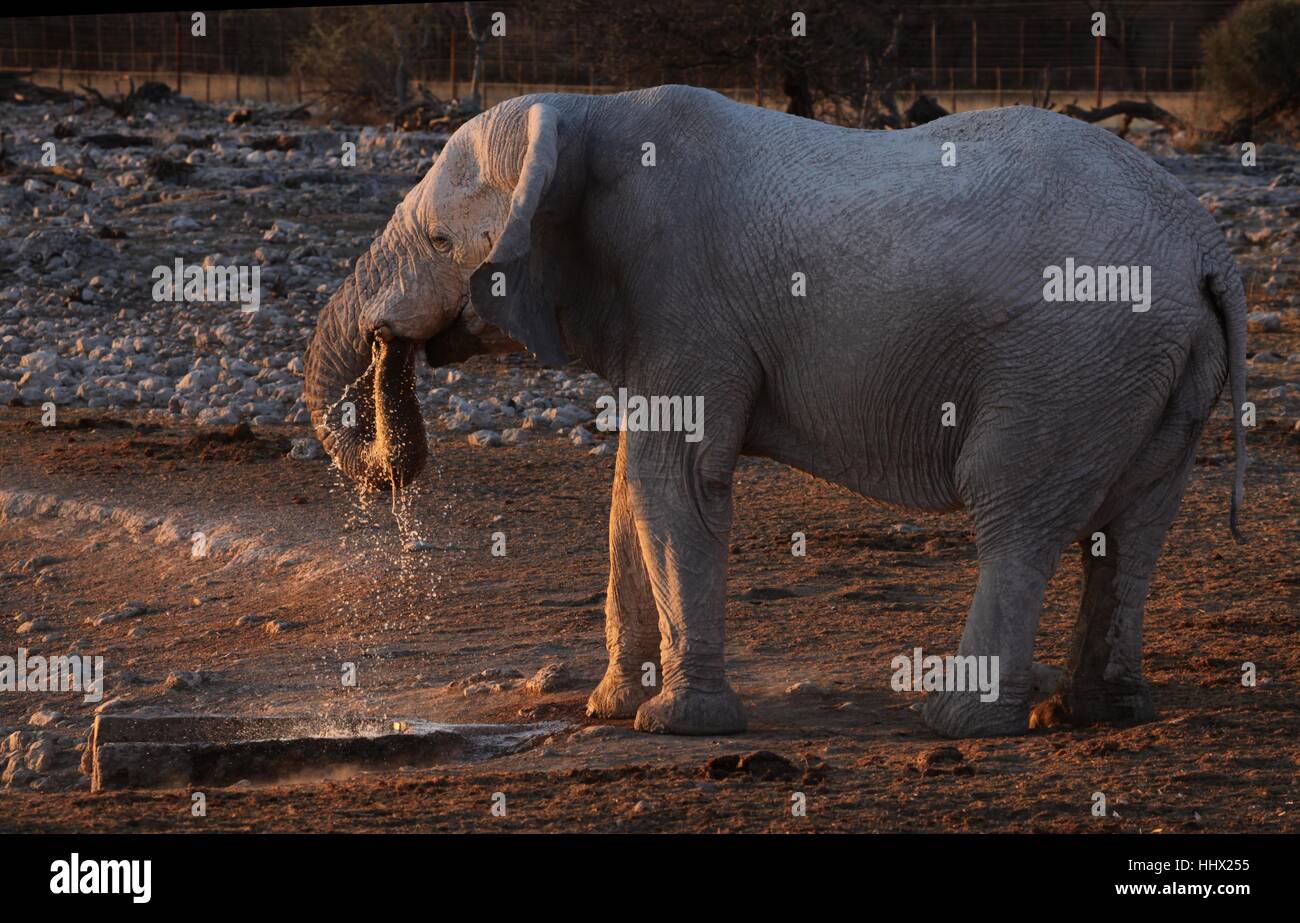 White elephant hi-res stock photography and images - Alamy