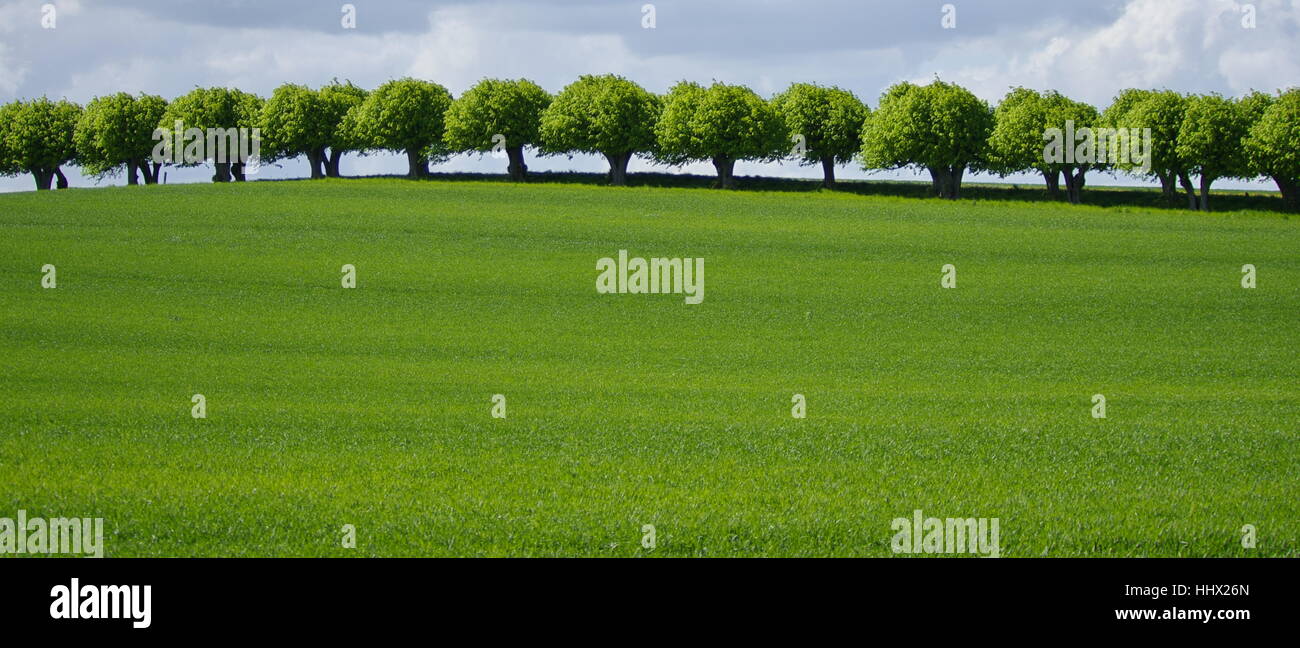 tree, trees, linden tree, avenue, a row of trees, lime, agrarian, tree ...