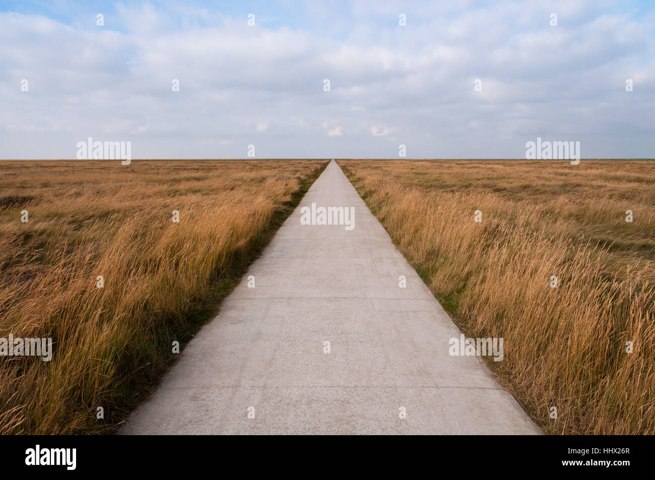 path in the salt marshes Stock Photo - Alamy