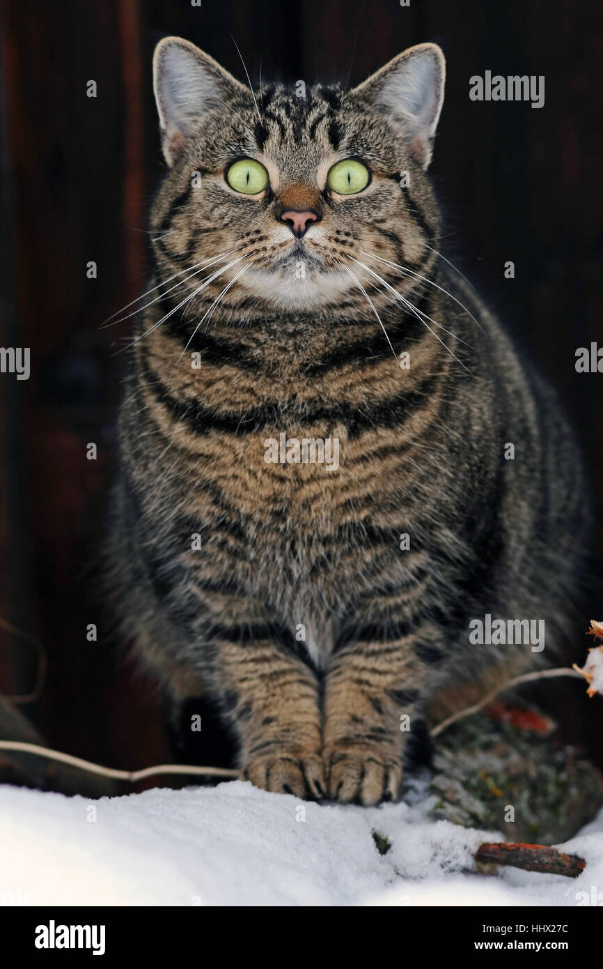 Fat Pussycat