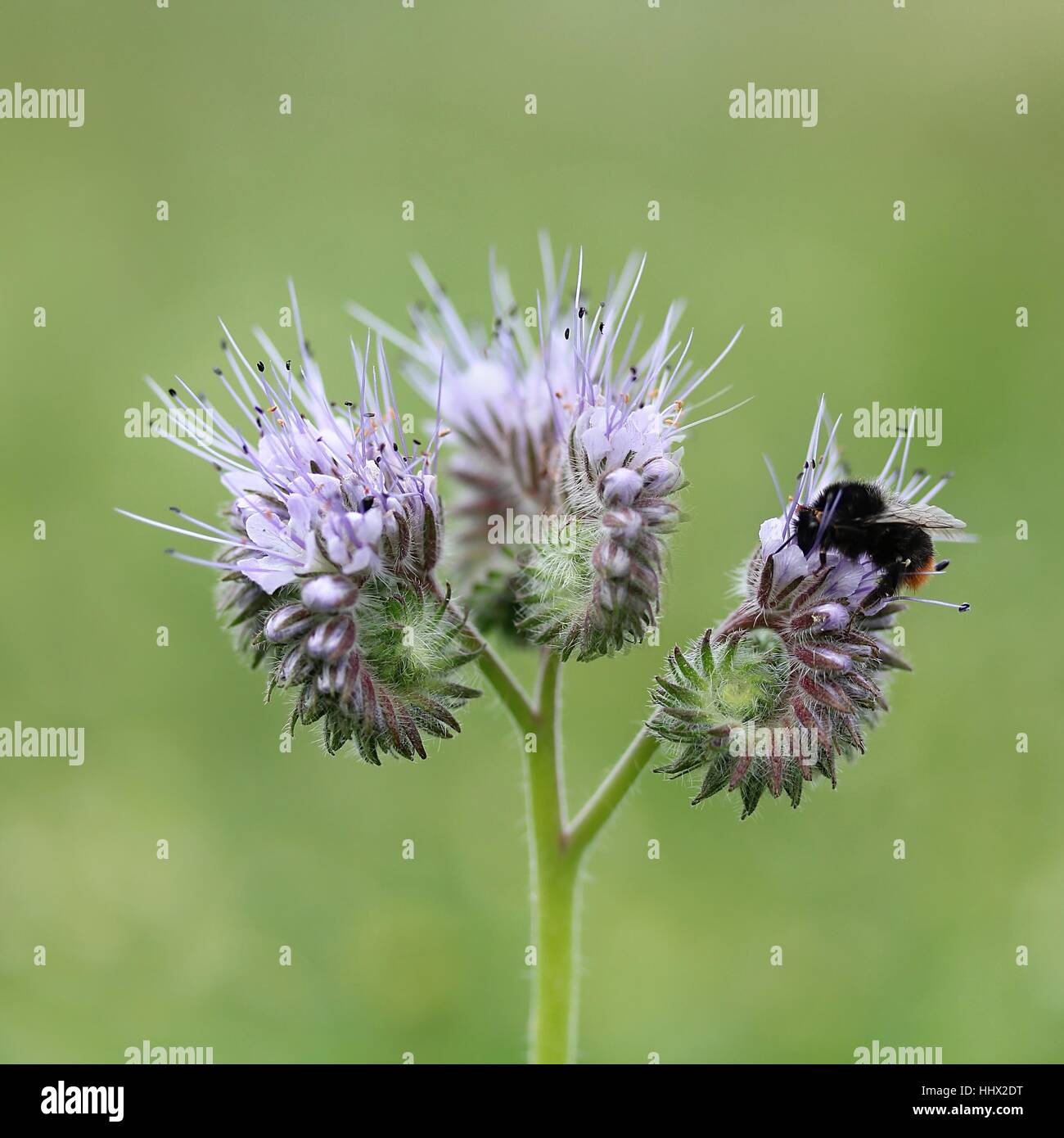 insect, bumblebee, bee, insect, bumblebee, toxic, poisonous, bee ...