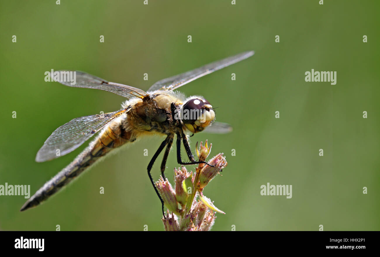 wing, dragonfly, insect, fauna, wing, dragonfly, biology, zoology ...