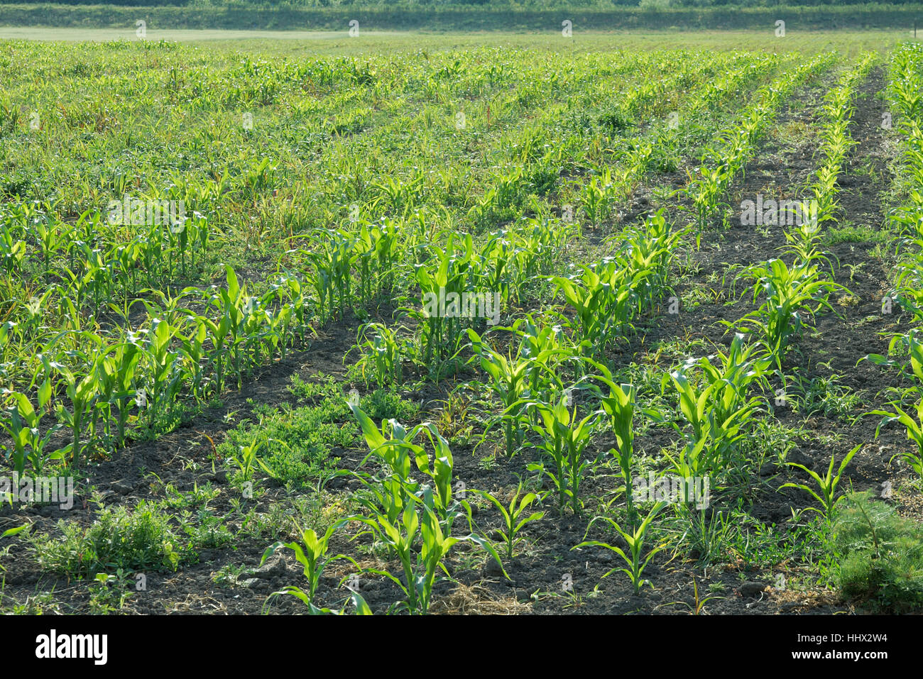agricultural, agriculture, farming, field, growth, grow, fertile, plant ...