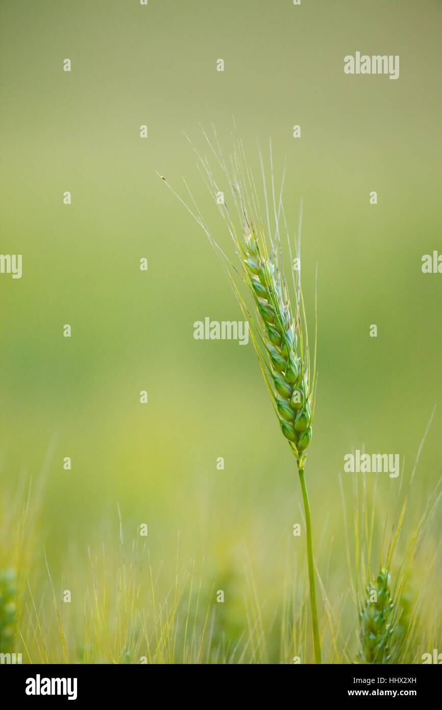 Wheat closeup on an agricultural field Stock Photo - Alamy