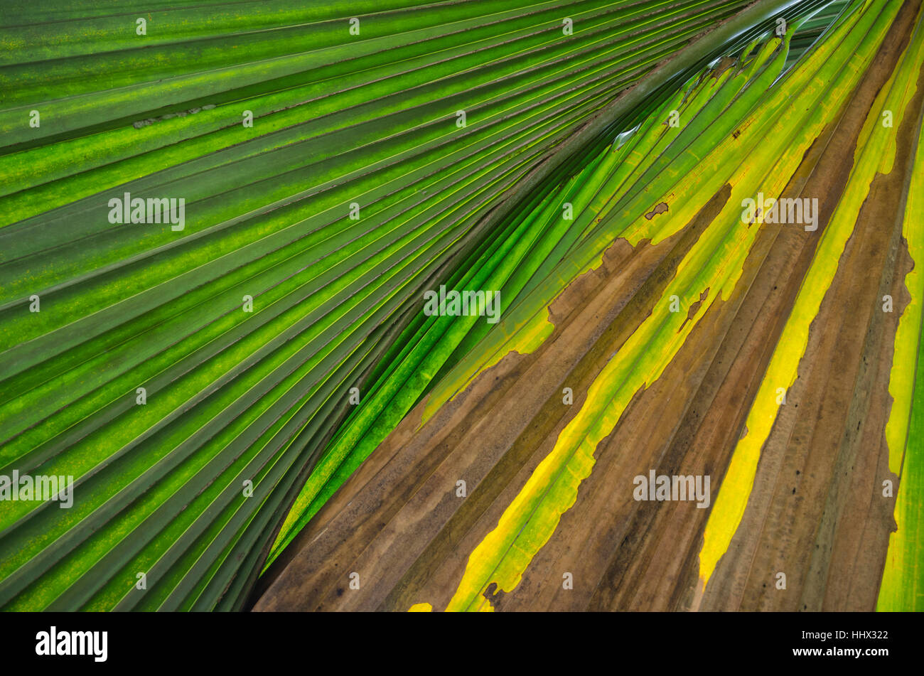 Fronds structure hi-res stock photography and images - Alamy