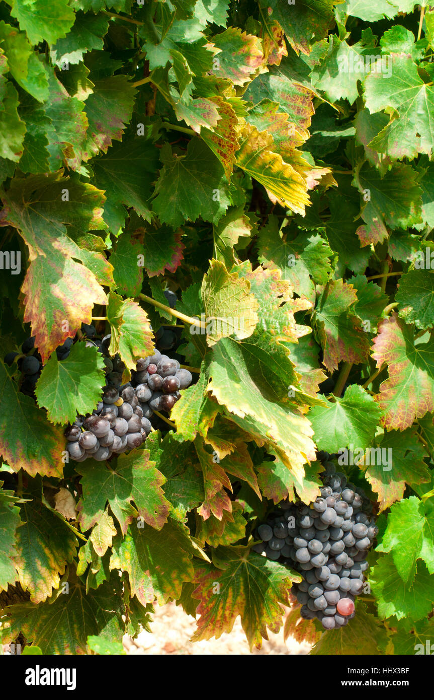 agricultural, leaves, agriculture, farming, field, vineyards, summer ...